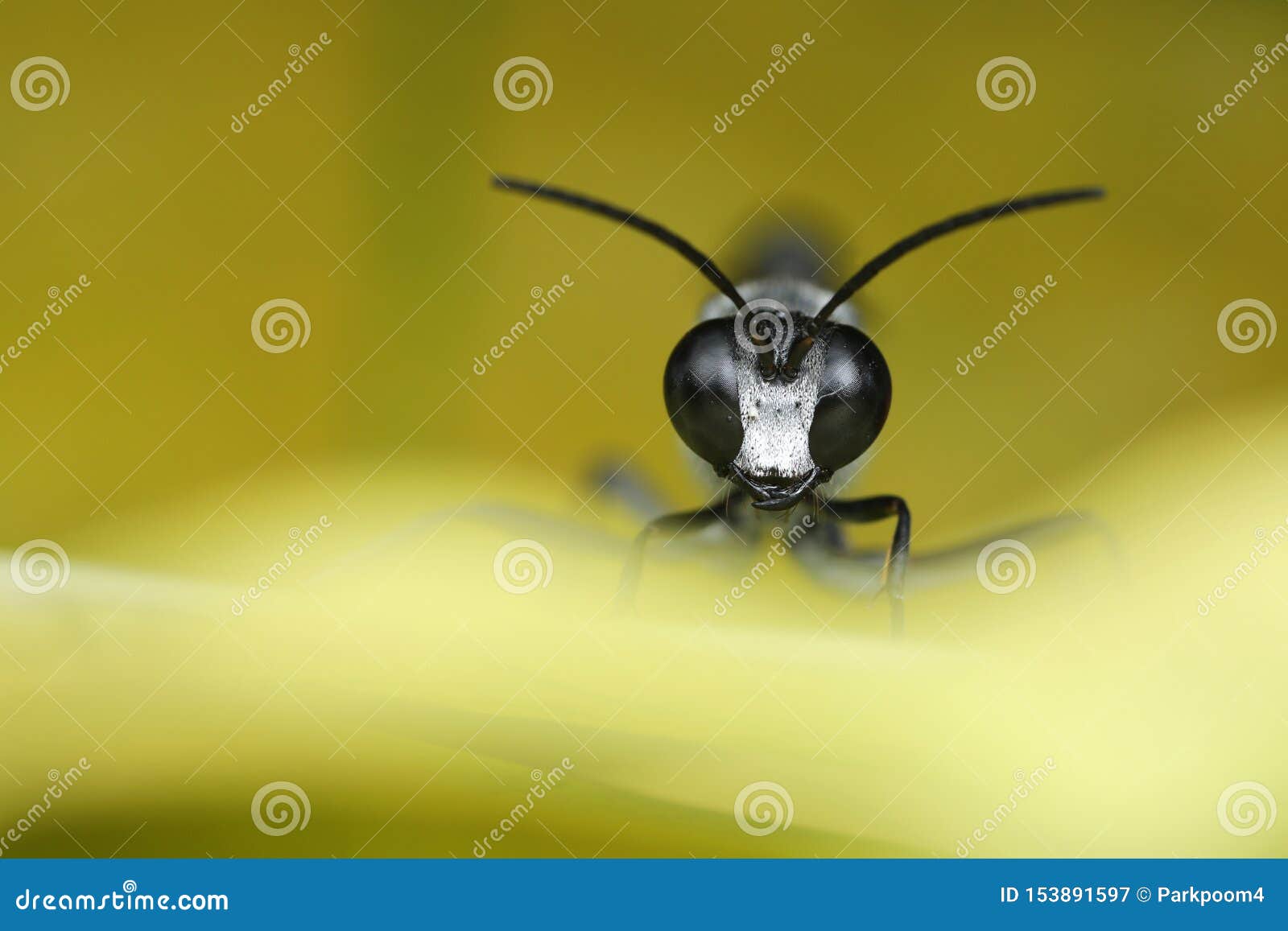 Digger Wasp on yellow leaf stock image. Image of attractive - 153891597