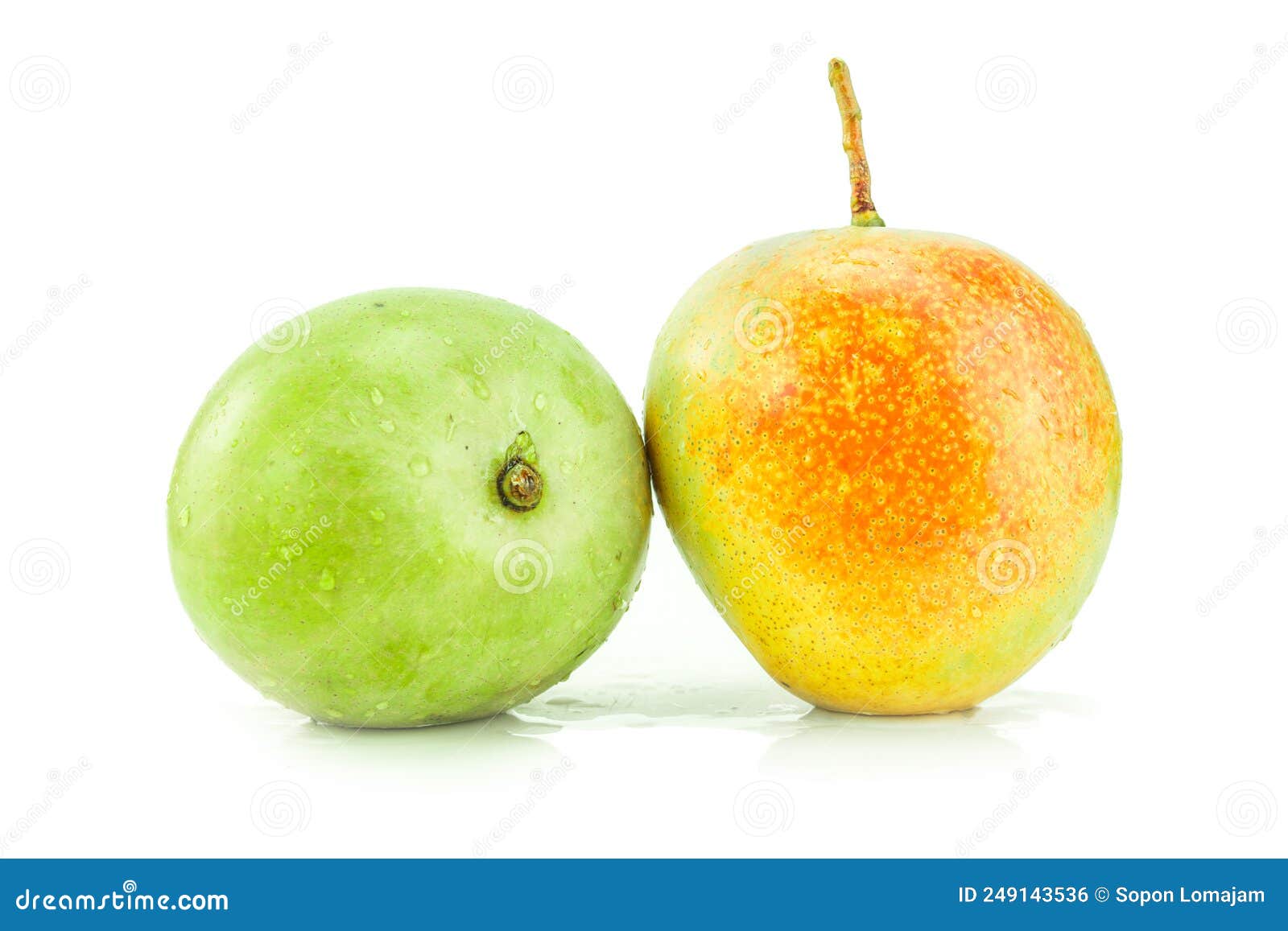 Mango R2e2 Species Grown in Thailand Stock Photo - Image of healthy ...