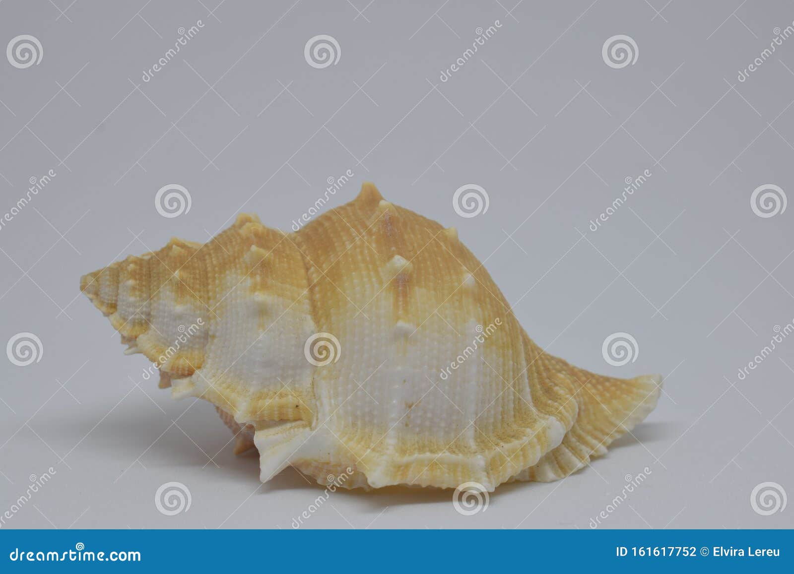 Front View of Marine Shell on White Background Stock Photo - Image of ...
