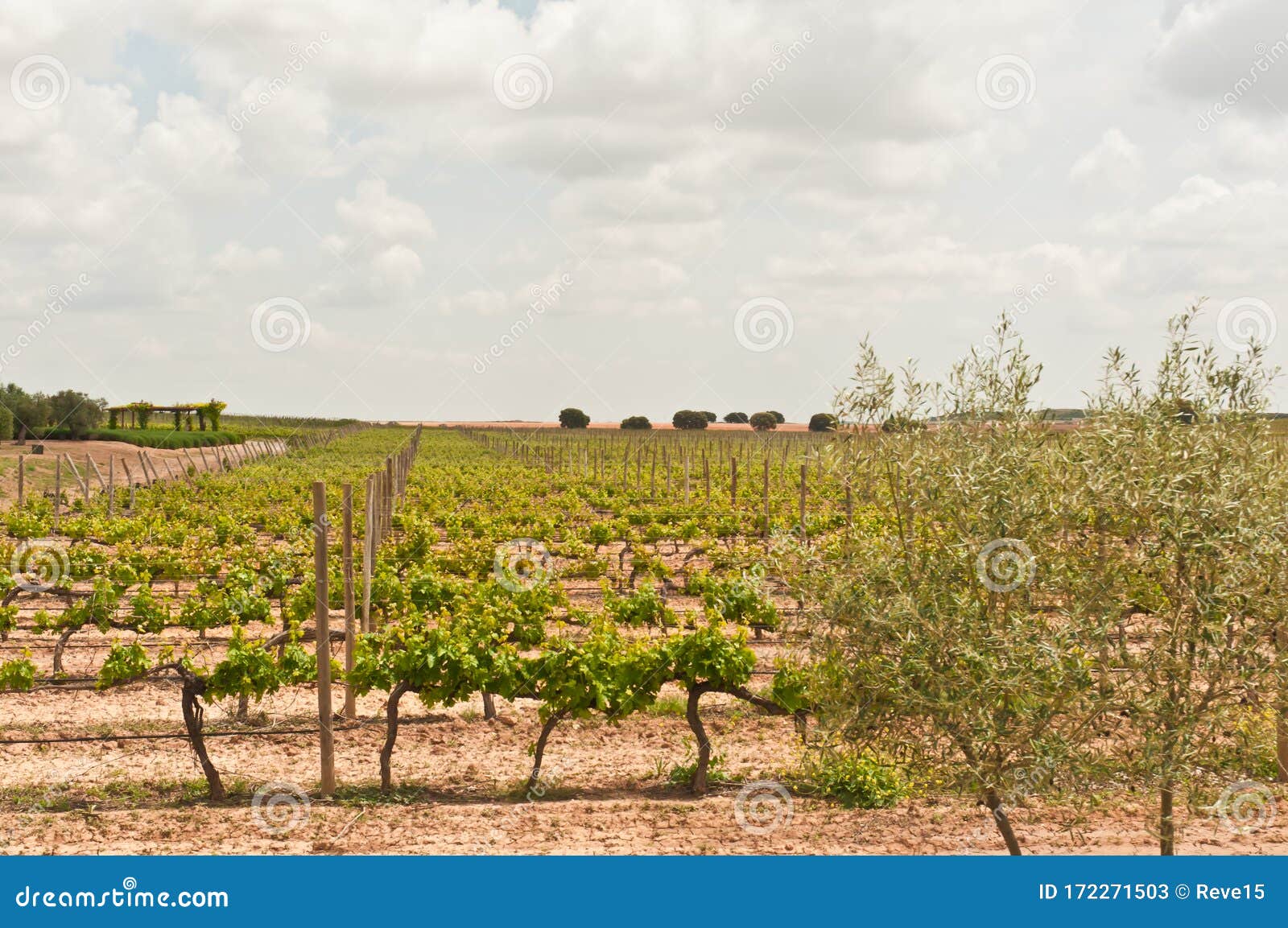 Grape Vines of Southeast Spain Stock Image - Image of medium ...