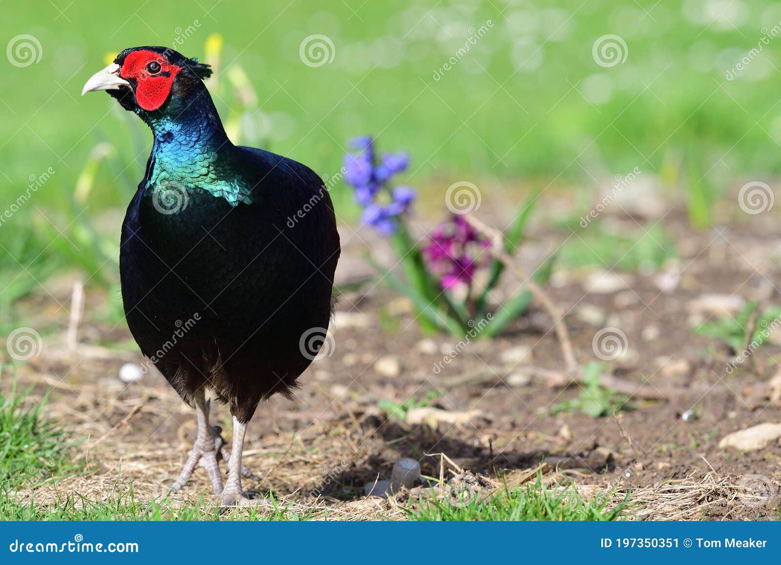 Melanistic pheasant stock image. Image of blue, colourful - 197350351