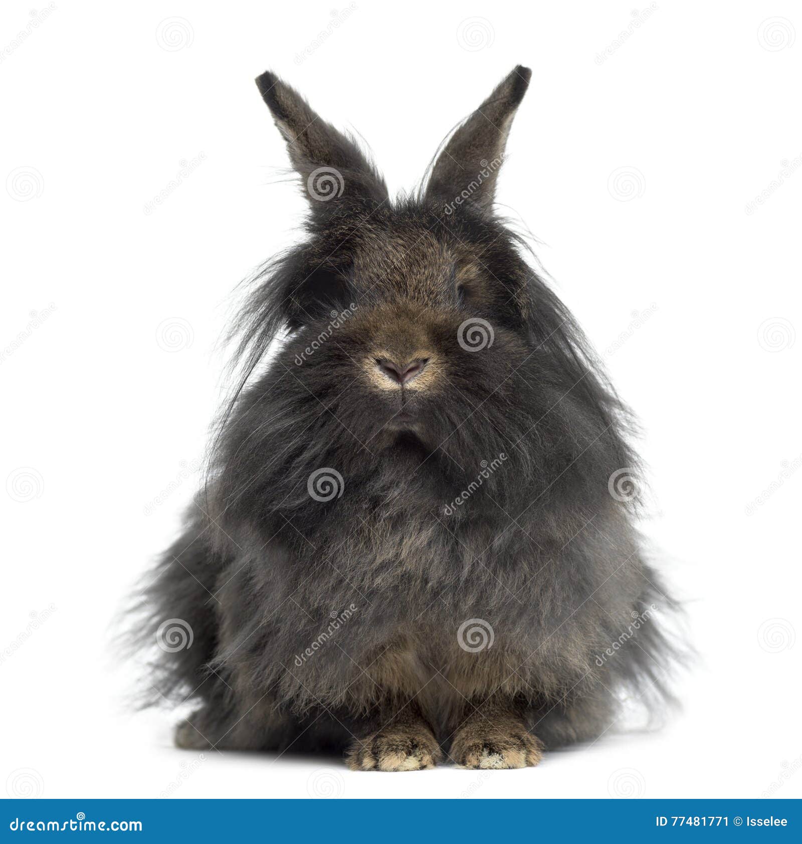 Front View of Mini Lop Rabbit Stock Image - Image of domestic, isolated ...