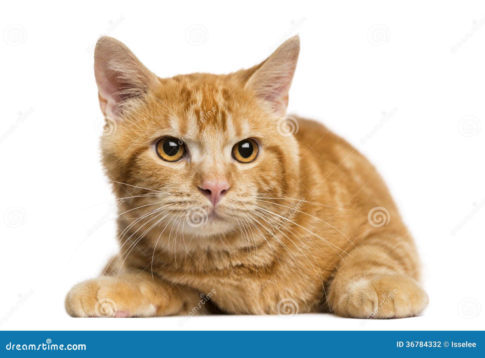 Front View of a Mixed-breed Ginger Cat Looking Away Stock Photo - Image ...