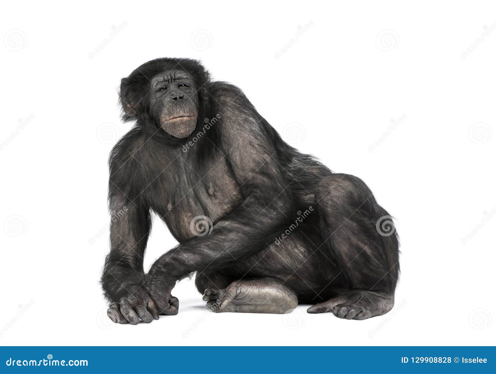 Front View of a Monkey Lying Down Stock Photo - Image of laziness ...