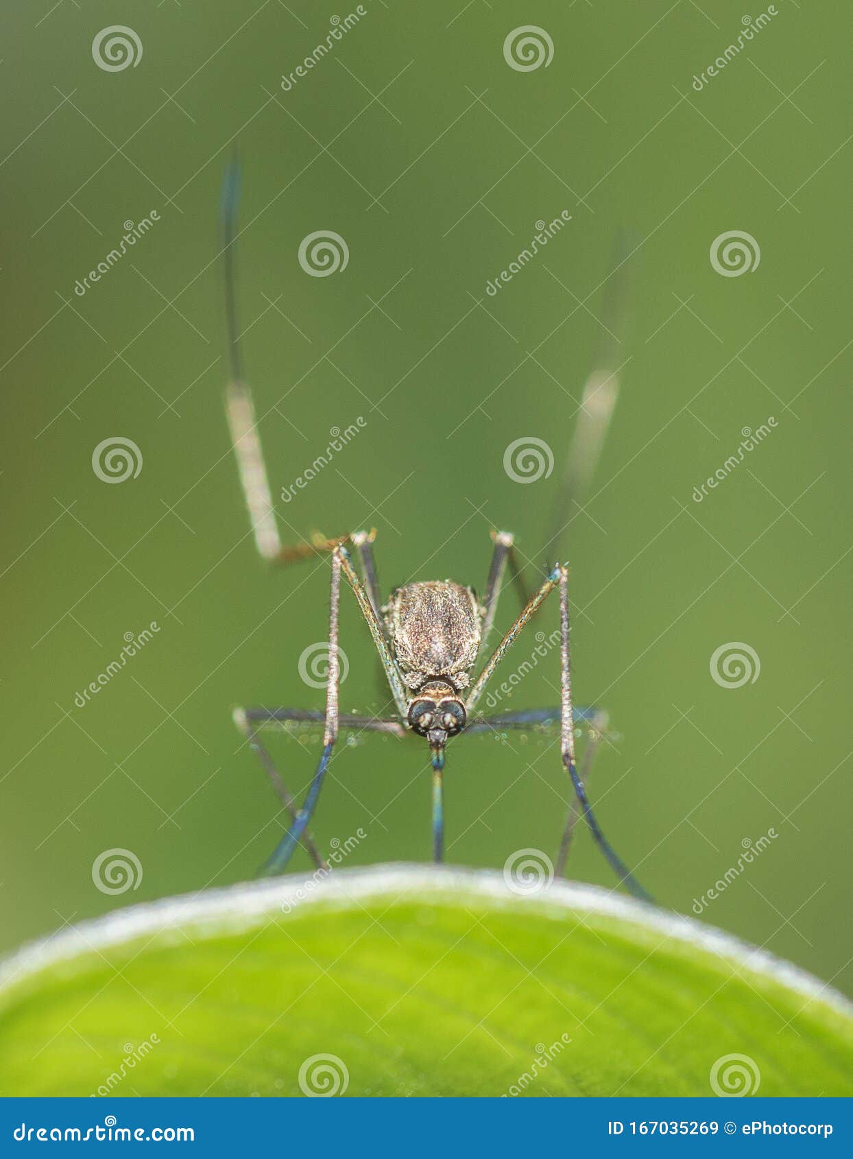 Mosquito, Sikkim, India stock image. Image of human - 167035269