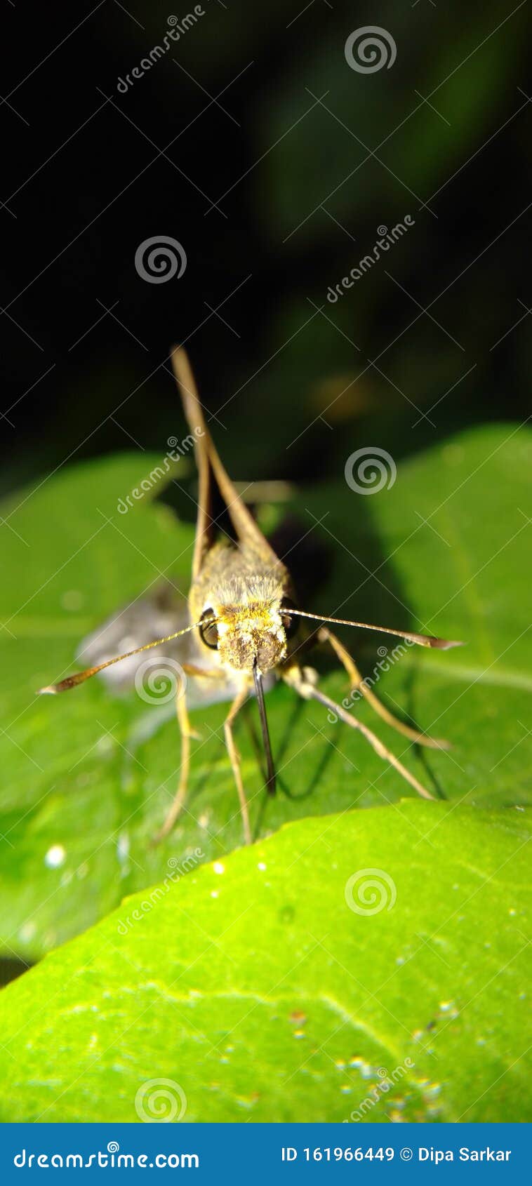 Front View of the Moth stock image. Image of view, moth - 161966449