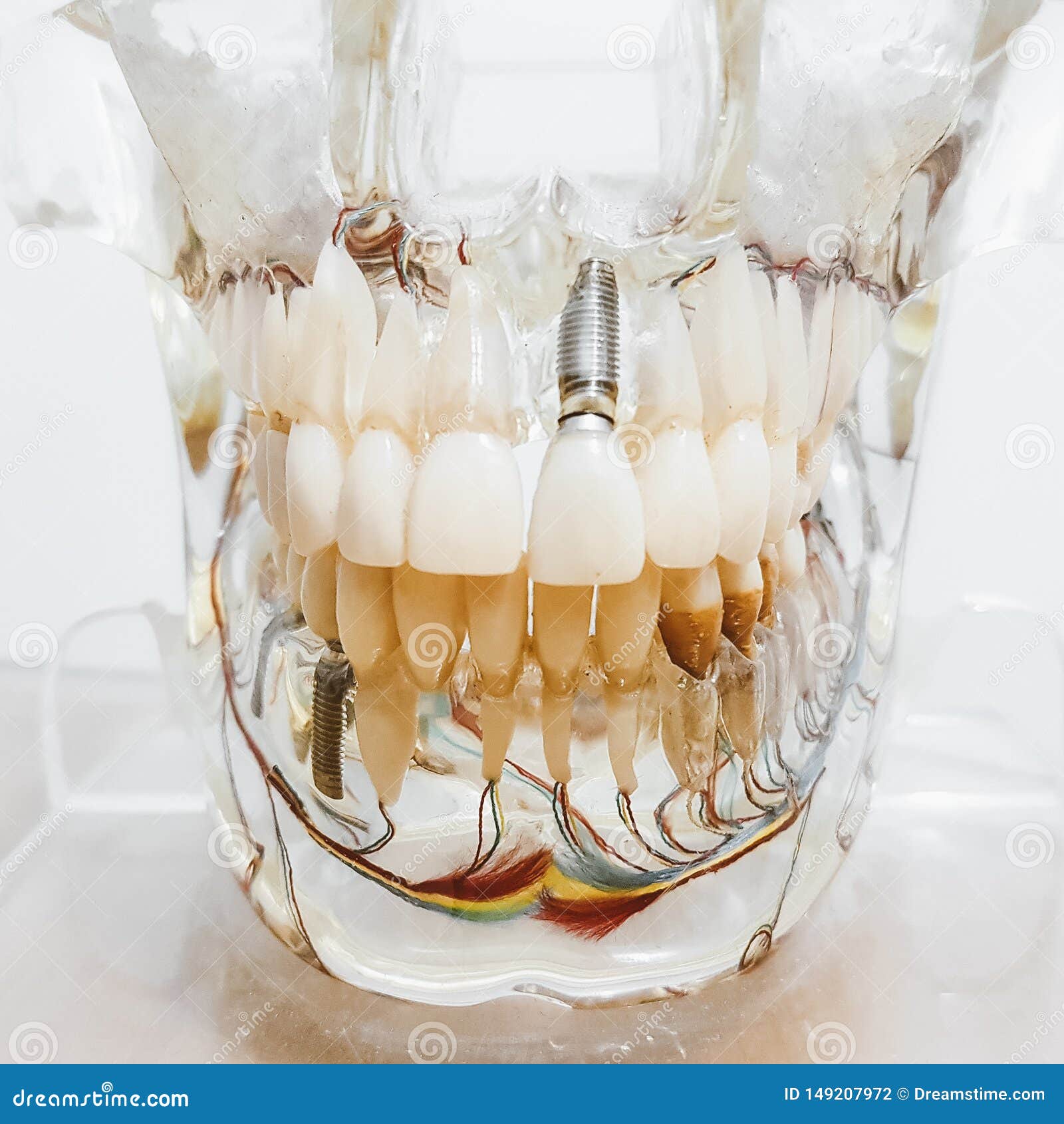 Front view mouth model stock photo. Image of transparent - 149207972