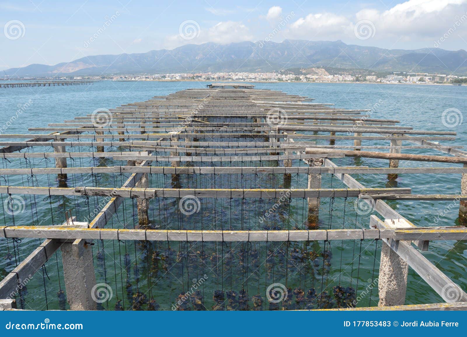 Front View of Mussel Farming in the Delta Stock Image - Image of ...