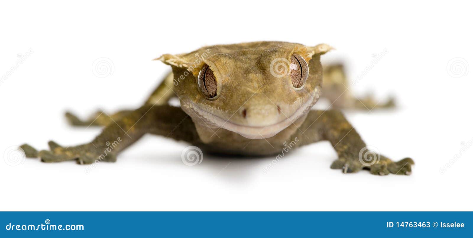 Portrait Of A Caledonian Crested Gecko Royalty-Free Stock Photography ...