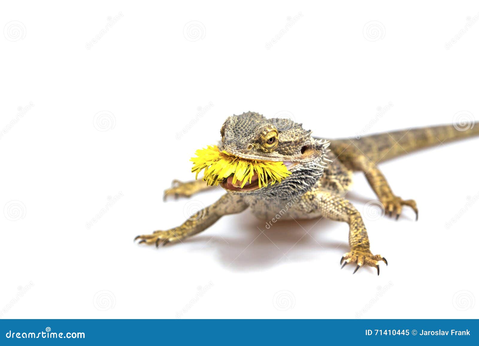 Front View Od the Agama Lizard with Dandelion Stock Image - Image of ...