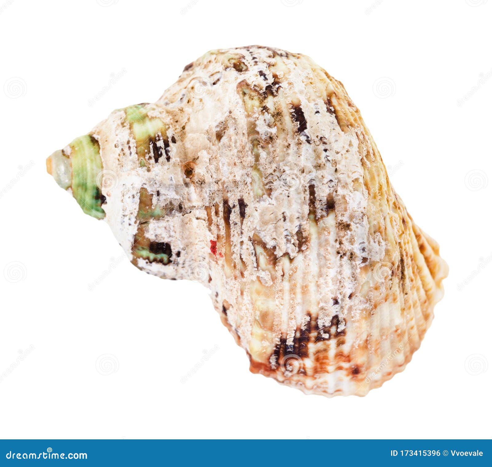 Front View of Old Shell of Whelk Mollusc Isolated Stock Photo - Image ...