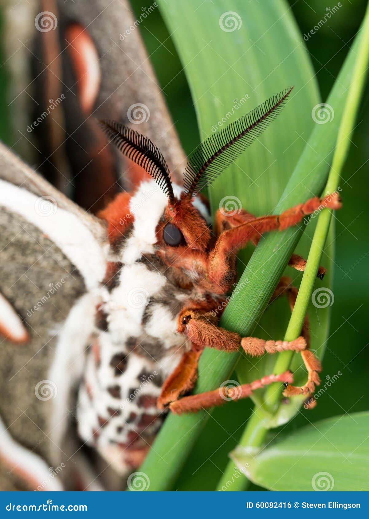 Front View of Orange, White and Brown Giant Silk Moth on Green G Stock ...