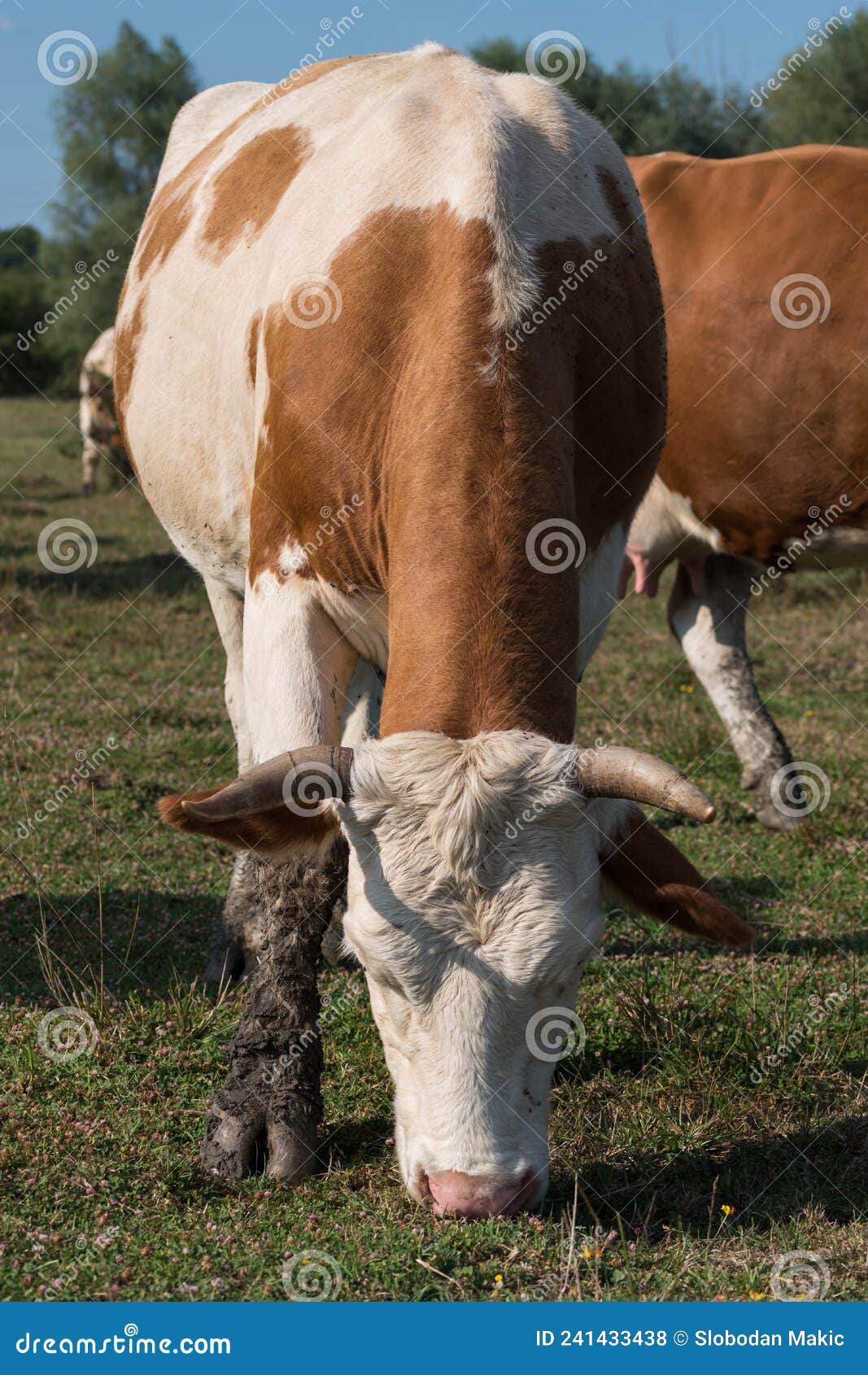 Front View of Orange and White Colour Cow in Pasture while Grazing ...