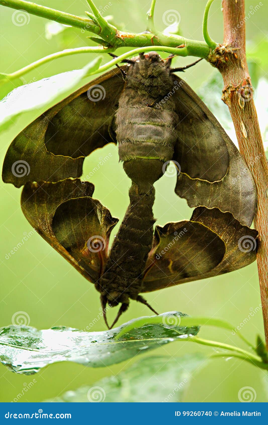 The Front View of a Pair of Poplar Sphinx Moths Mating Stock Photo ...