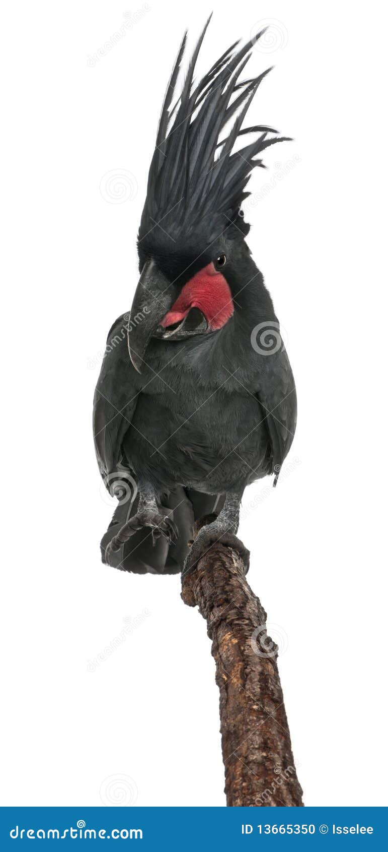 The Palm Cockatoo, Probosciger Aterrimus, Also Known As The Goliath ...