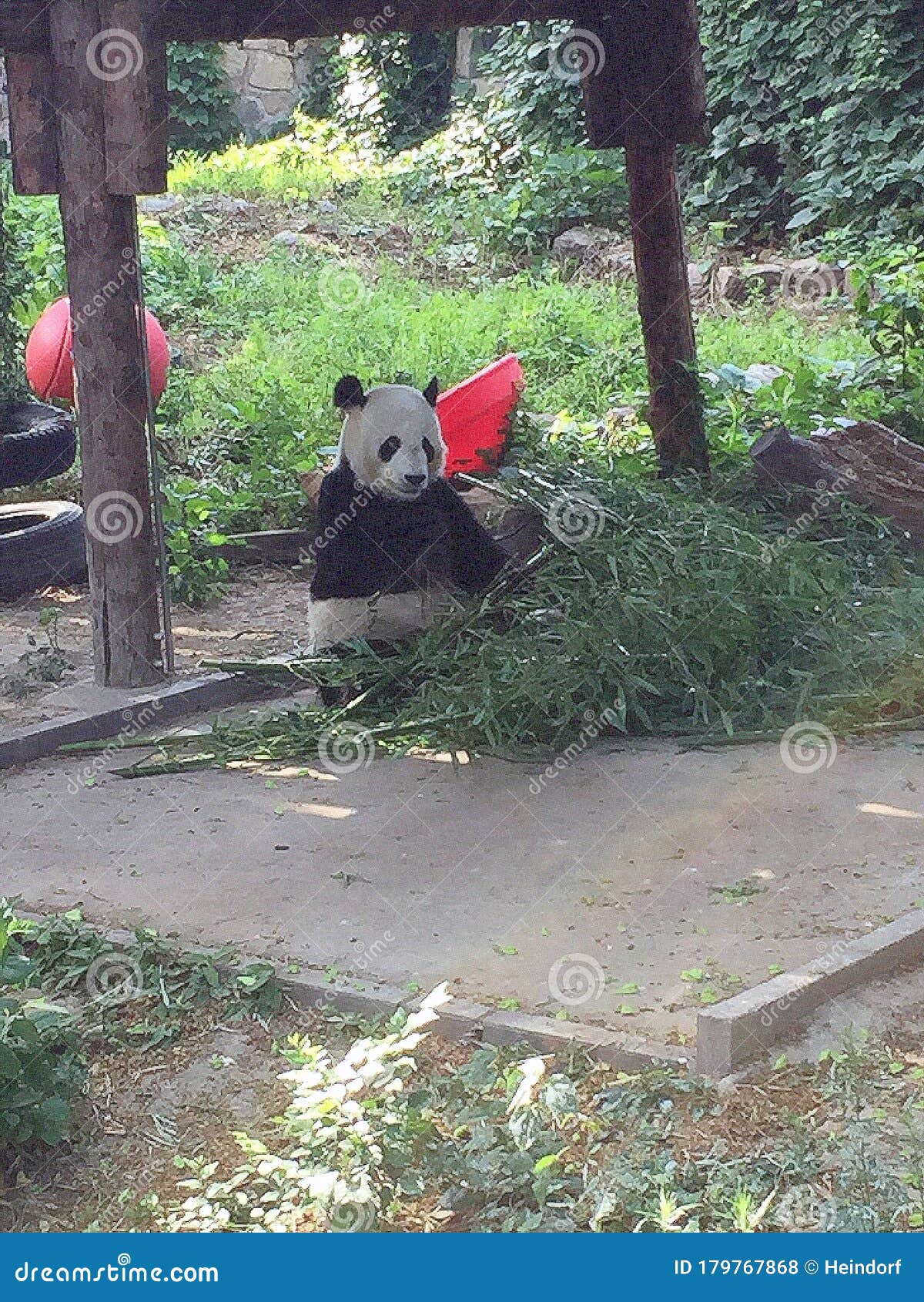 Front View of a Panda, Also Called Giant Panda or Panda Bear, from the ...