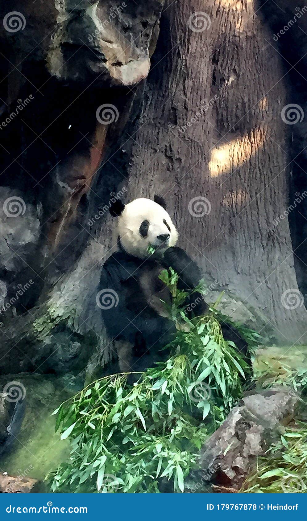 Front View of a Panda, Also Called Giant Panda or Panda Bear, from the ...