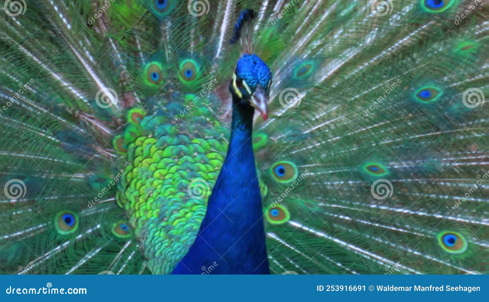 Front View of a Peacock`s Tail. Stock Video - Video of bright, peacock ...