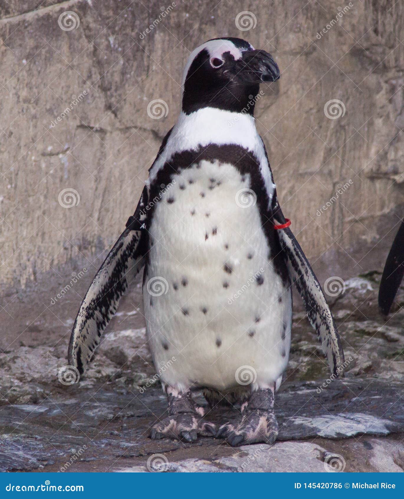 Standing penguin stock photo. Image of front, animal - 145420786