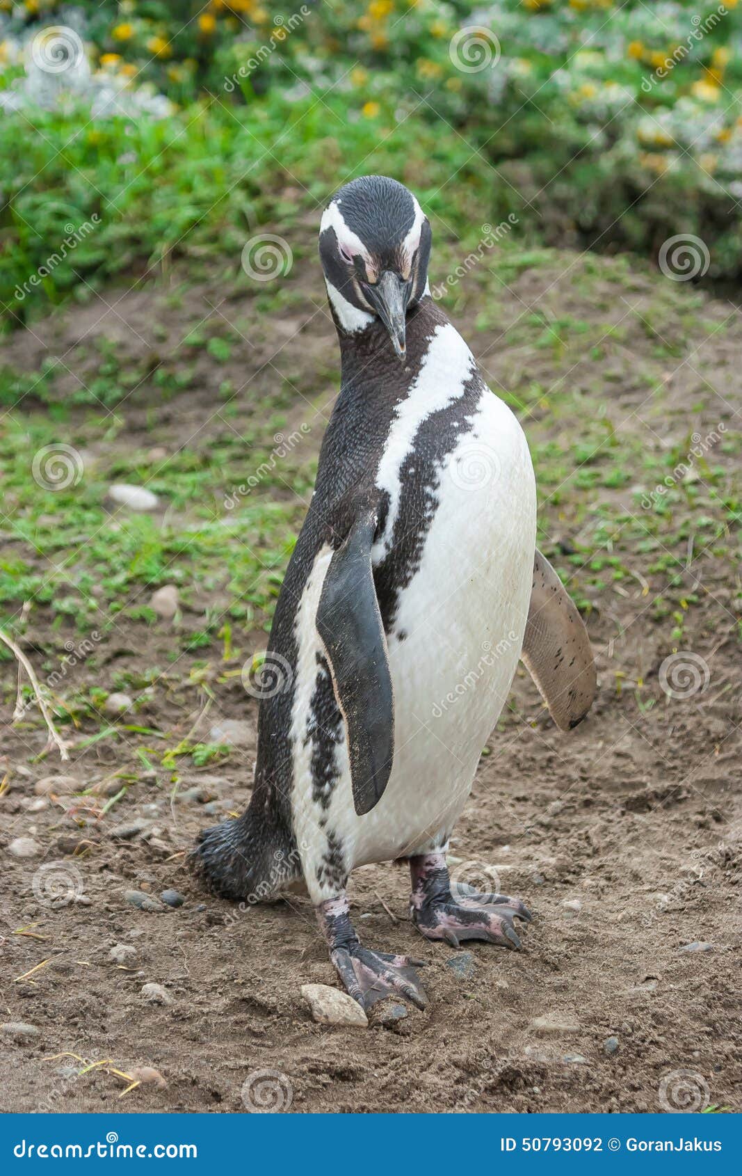Front View of Penguin on Field Stock Photo - Image of fauna, ground ...