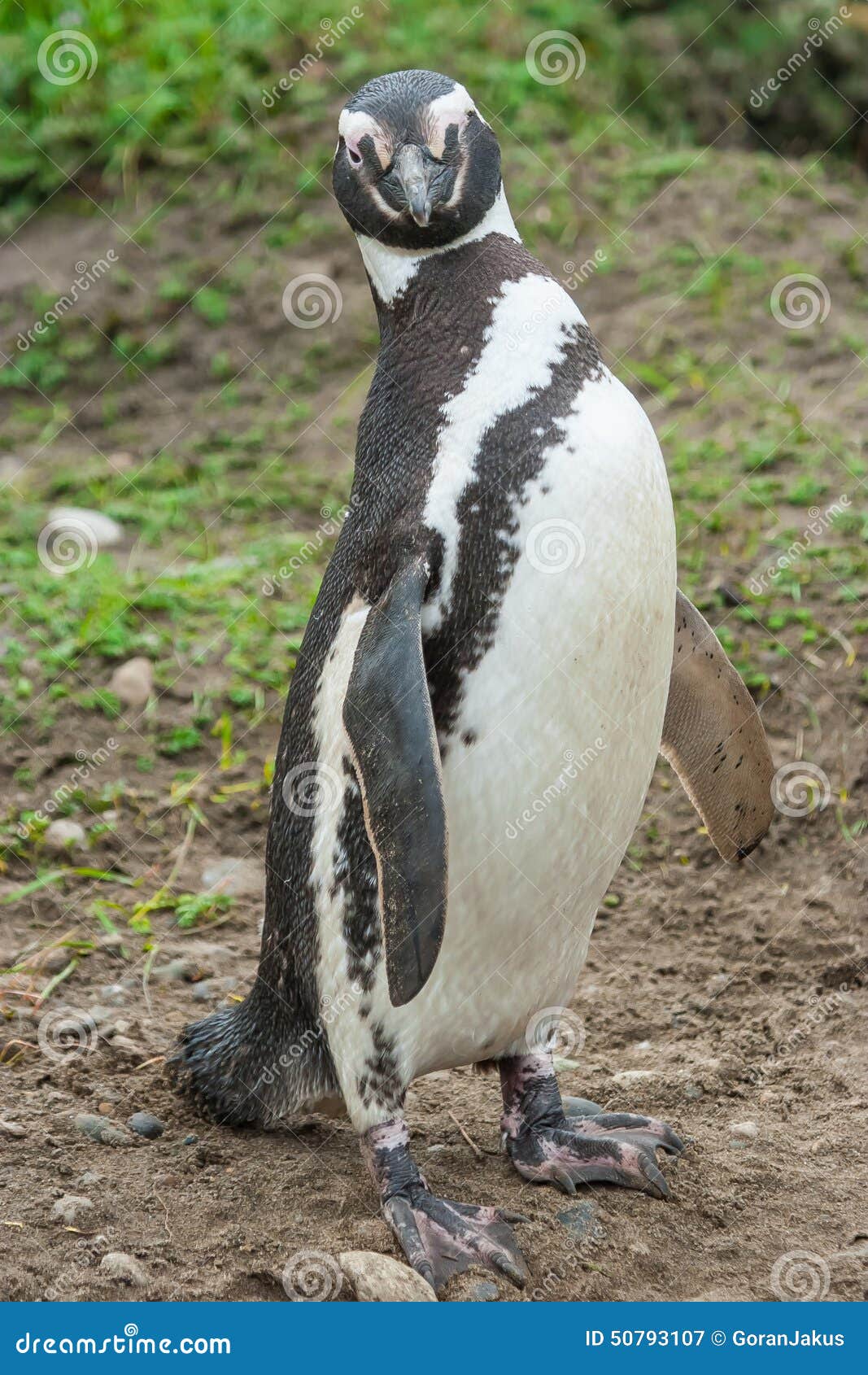 Front view of penguin stock image. Image of fauna, aquatic - 50793107