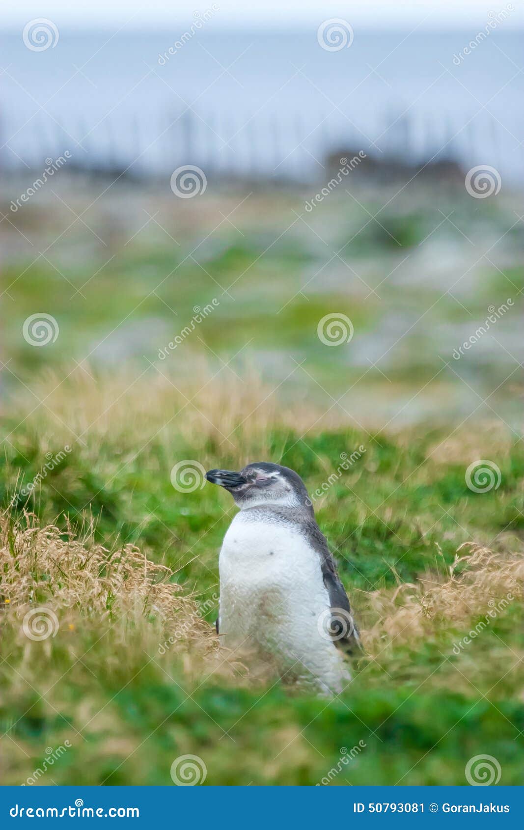 Front View of Penguin on Meadow Stock Image - Image of animal, black ...