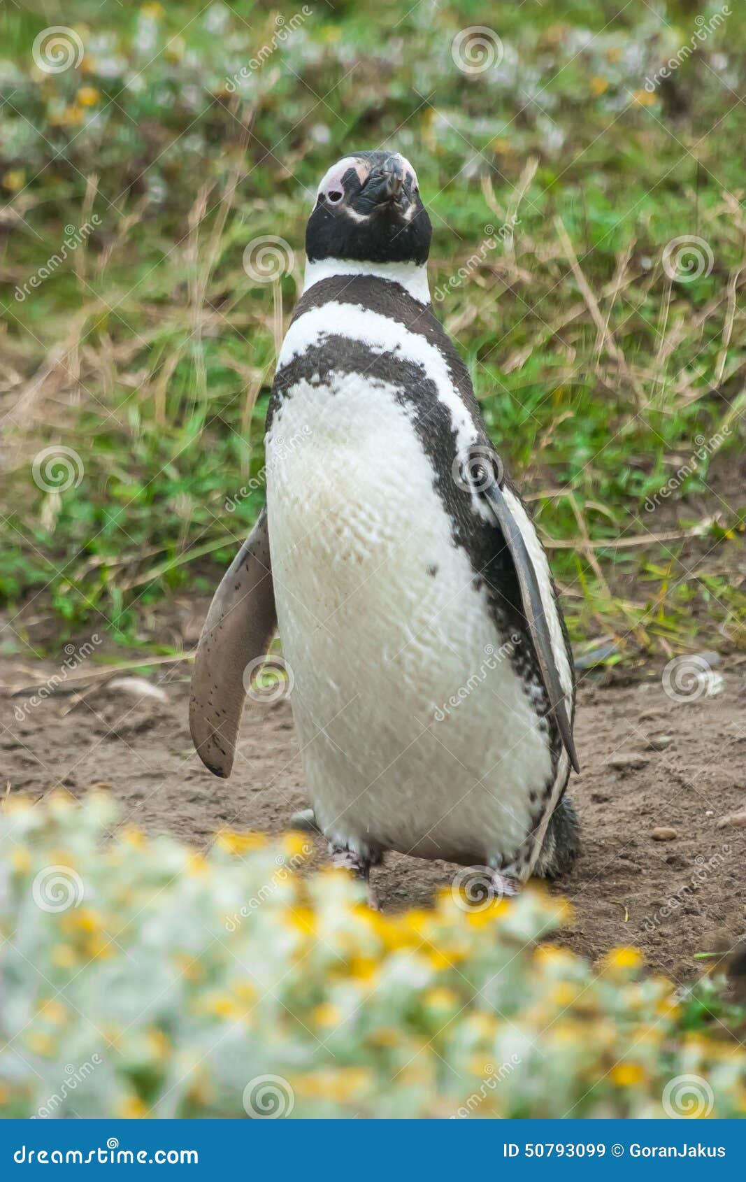 Front View of Penguin Standing Stock Image - Image of green, body: 50793099