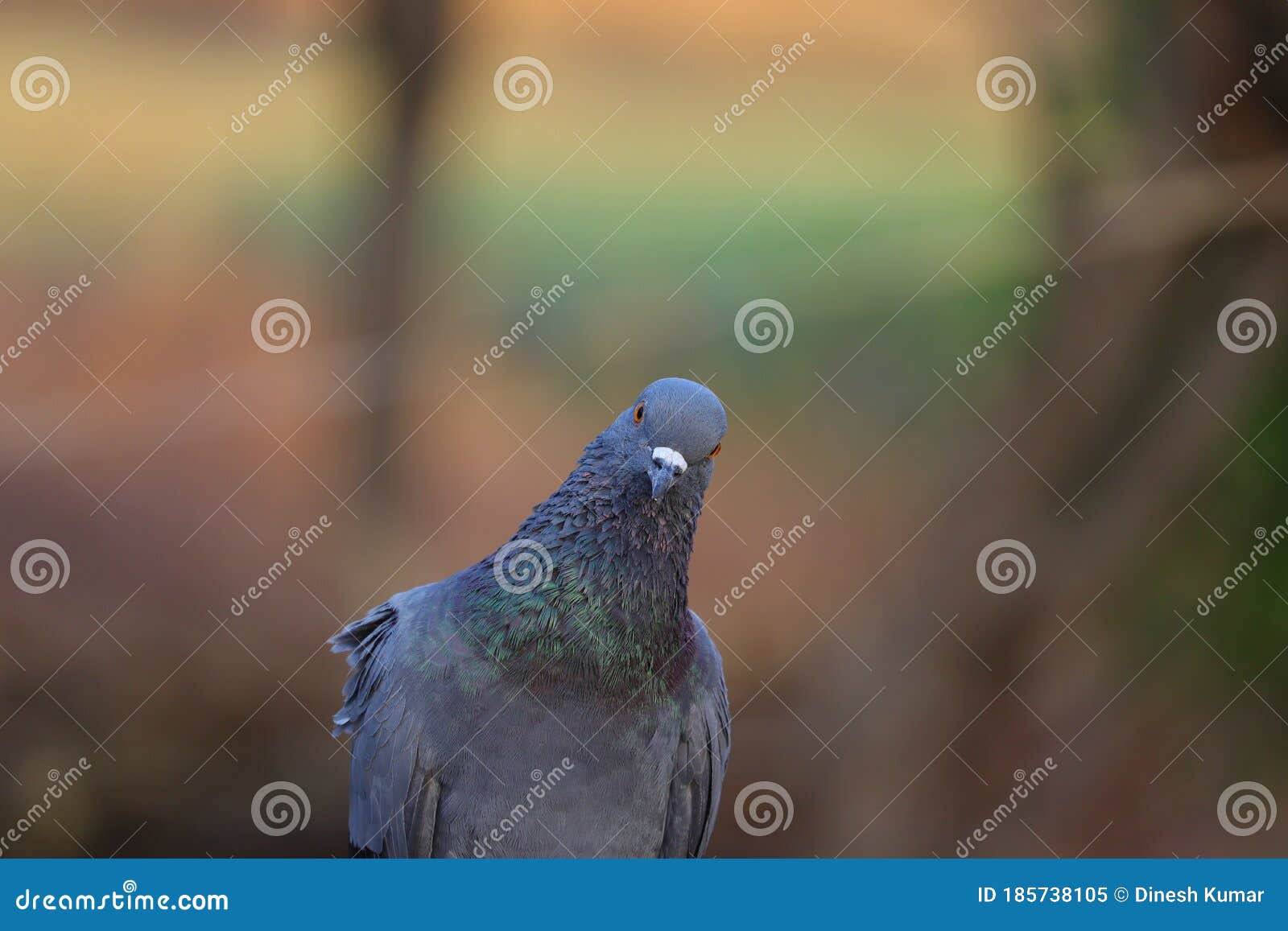 Front view pigeon hd image stock image. Image of peace - 185738105