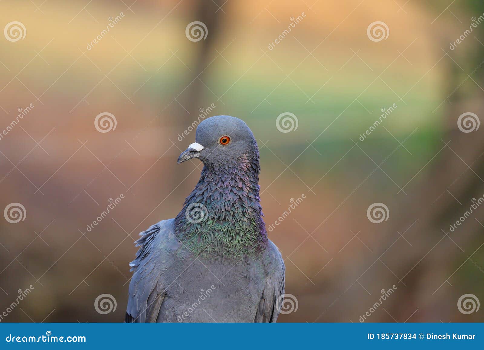 Pigeon Head Front View