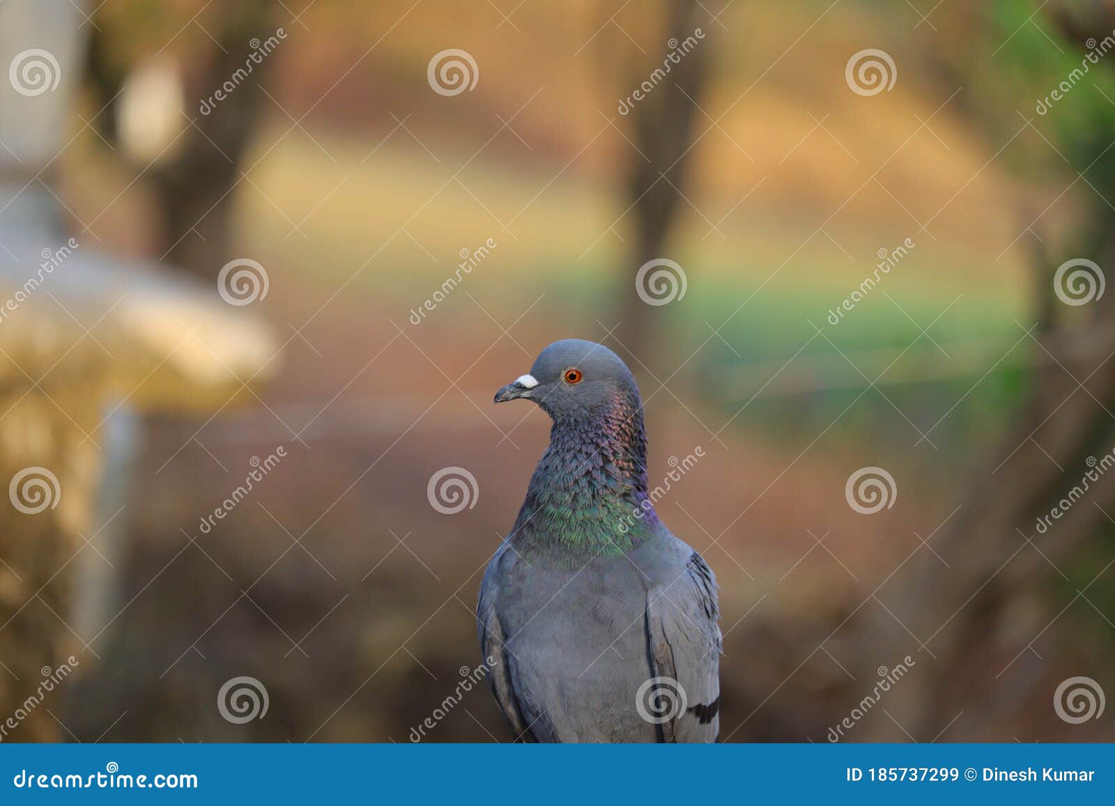 Front View Pigeon Ultra Hd Image Stock Image - Image of graceful, perch ...