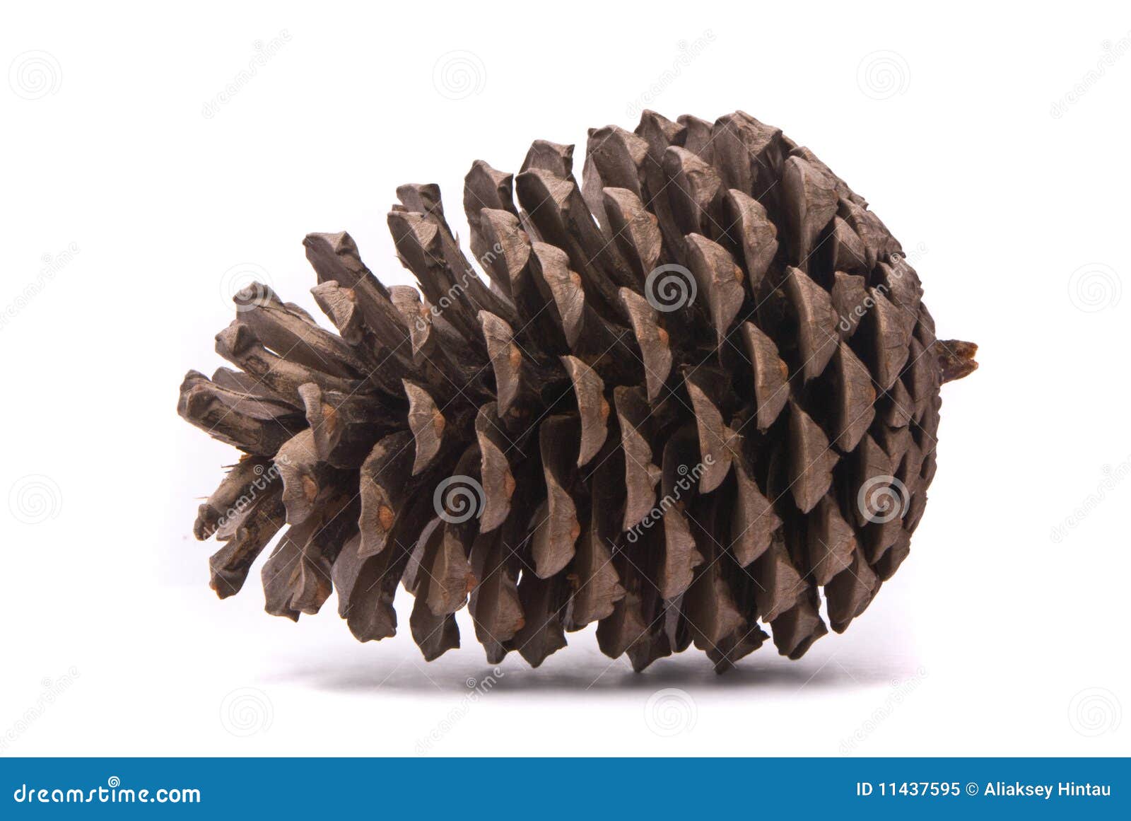 Front view of a pine cone stock image. Image of plant - 11437595