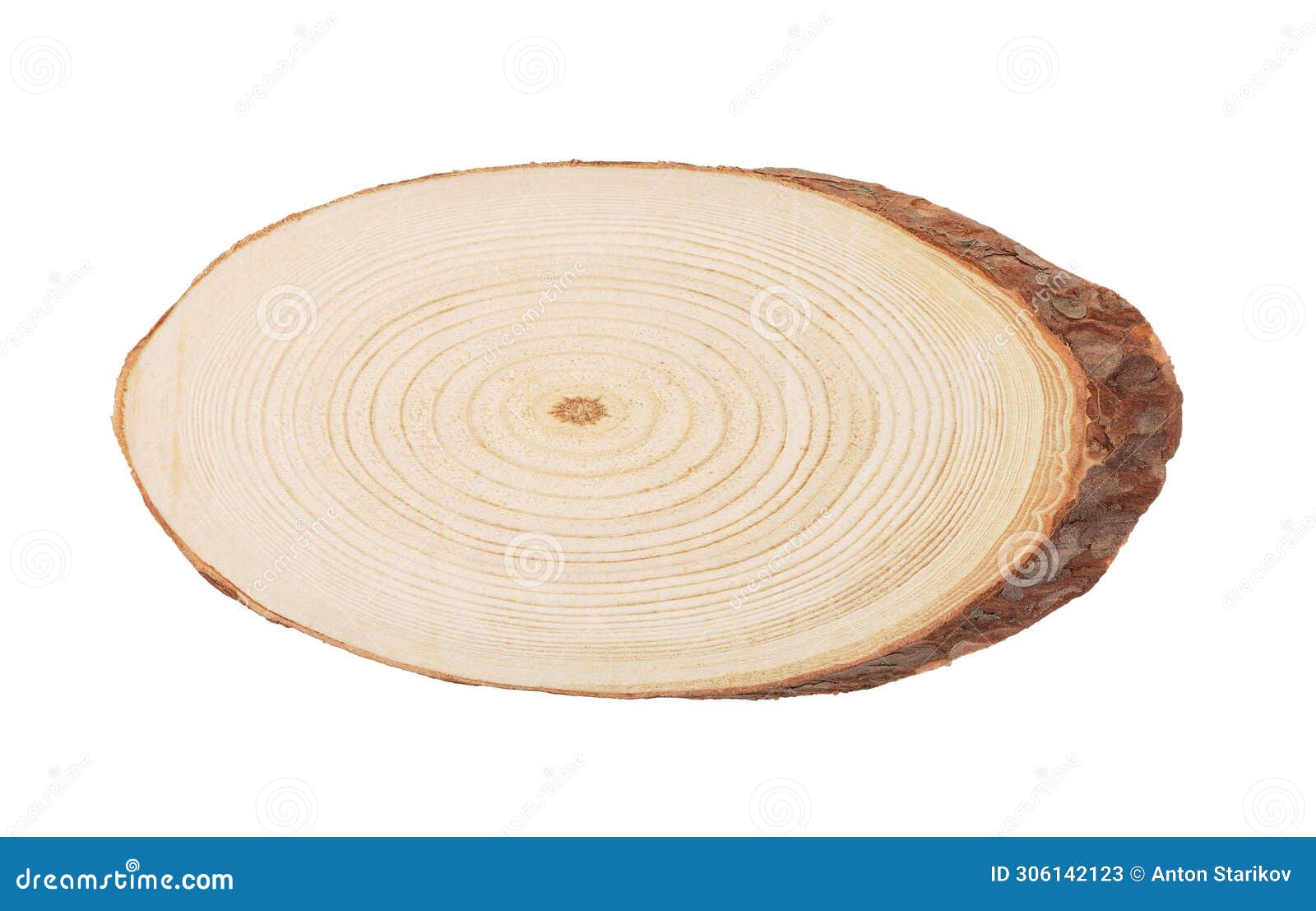 Front View of Pine Tree Cross Section Stock Image - Image of material ...