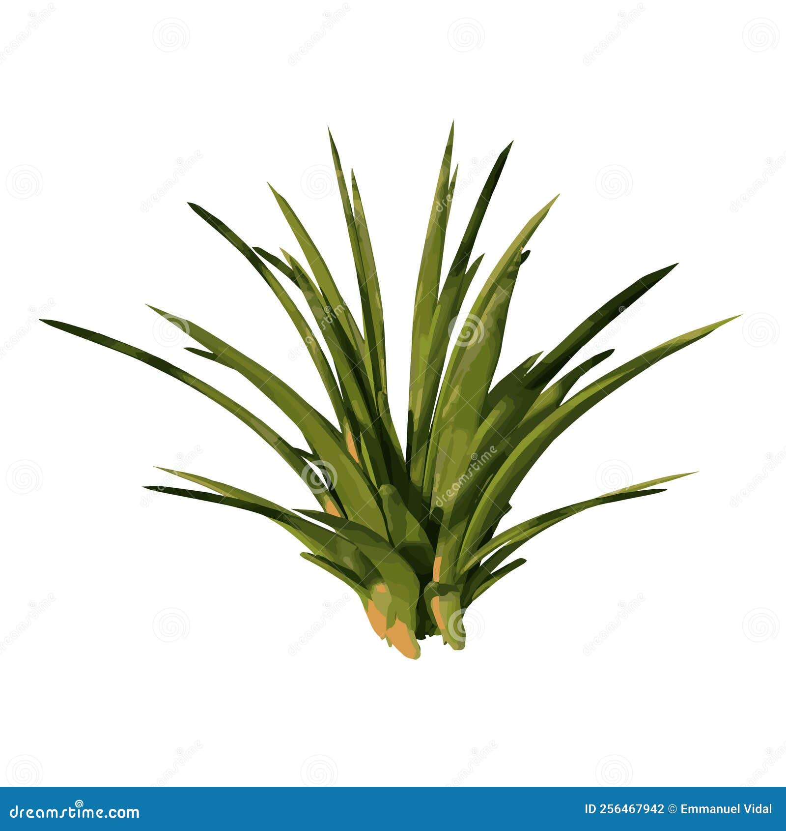 Front View of Plant Flower Agave 2 Tree Illustration Vector Stock ...