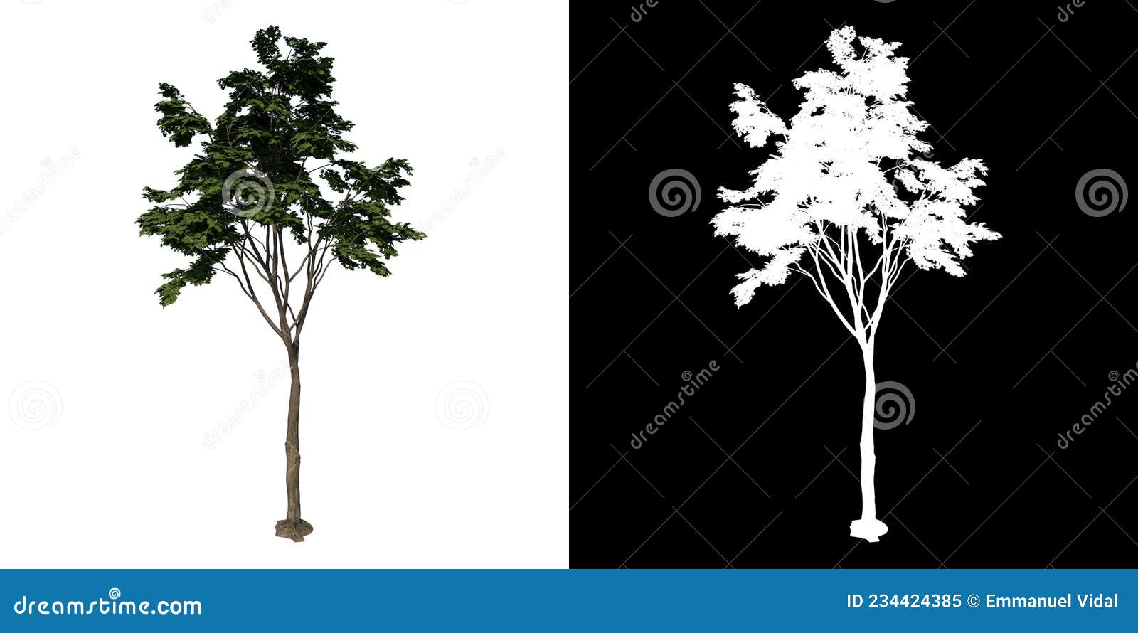 Front View of Plant Generic Tree 2 Tree White Background 3D Rendering ...