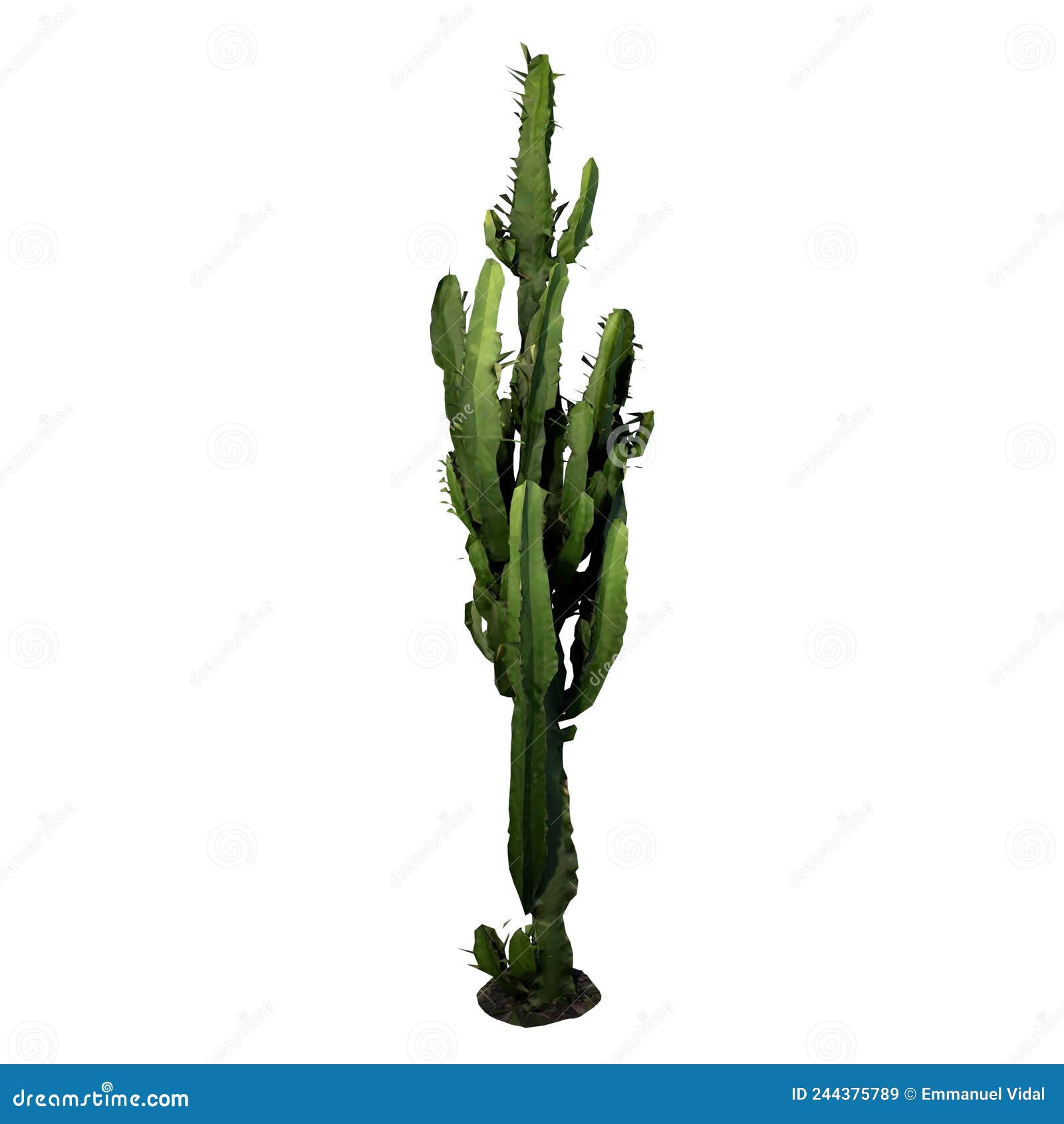 Front View of Plant Tall Cactus 2 Tree White Background 3D Rendering ...