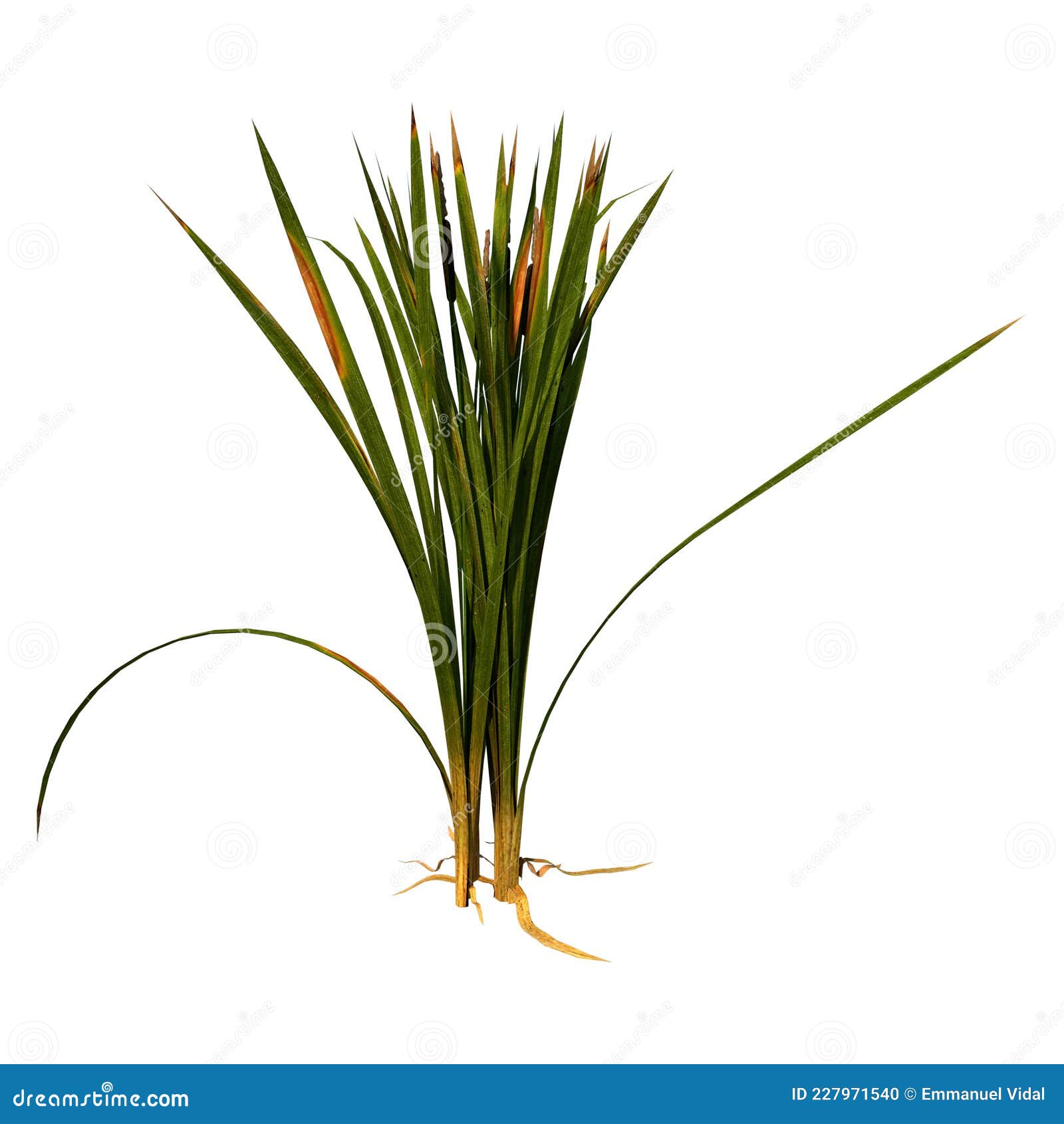 Front View of Plant Typha Grass 1 Tree White Background 3D Rendering ...