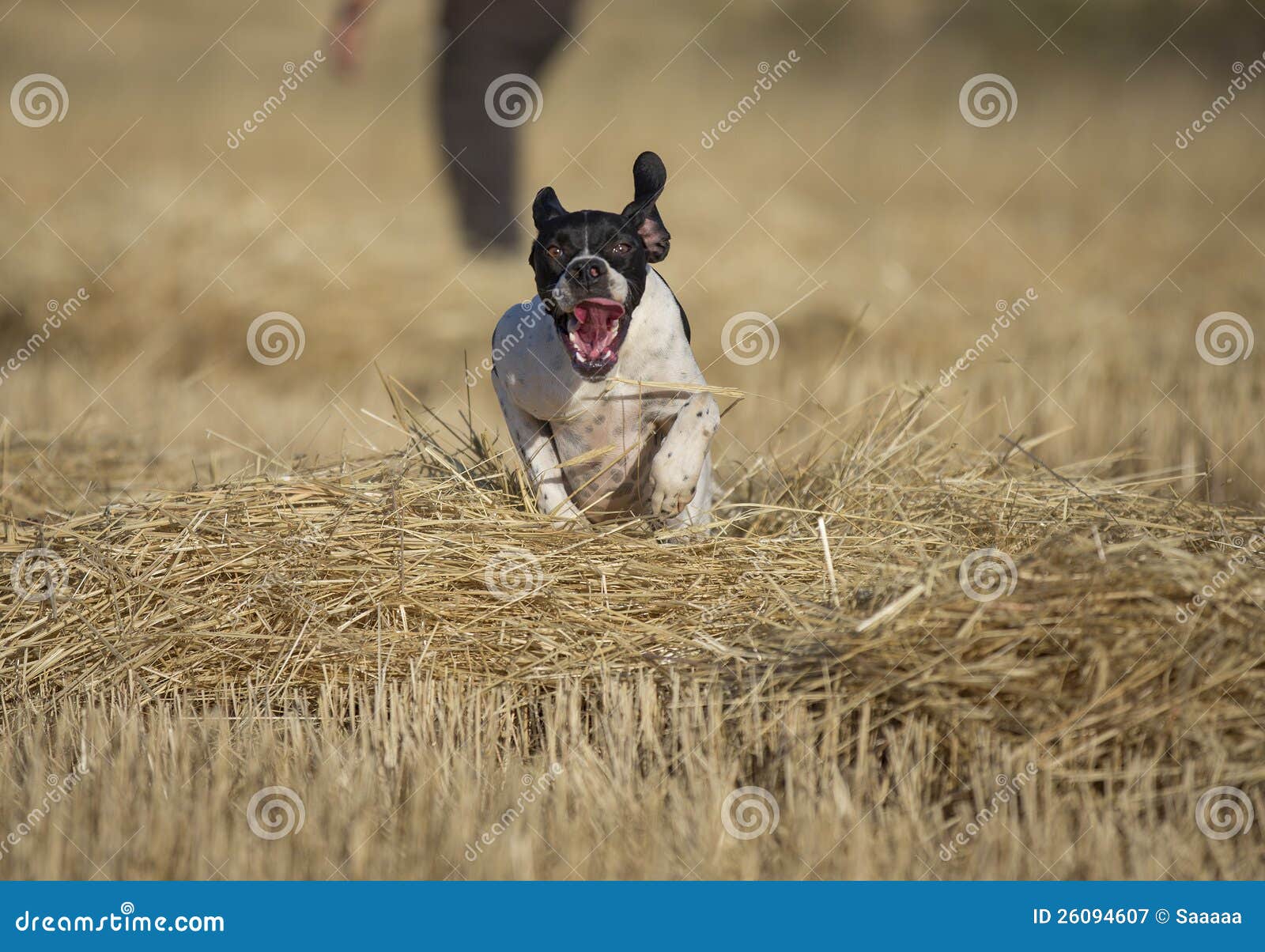 Front View of Pointer Running Stock Image - Image of spot, running ...