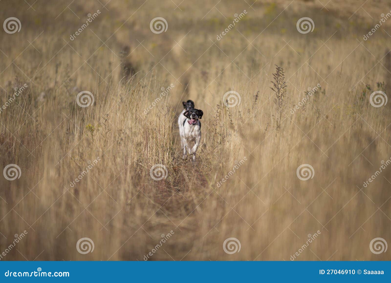 Front View of Pointer Running Stock Photo - Image of view, yellow: 27046910