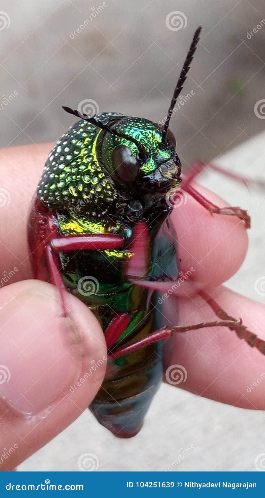 Ponvandu Photos - Free & Royalty-Free Stock Photos from Dreamstime