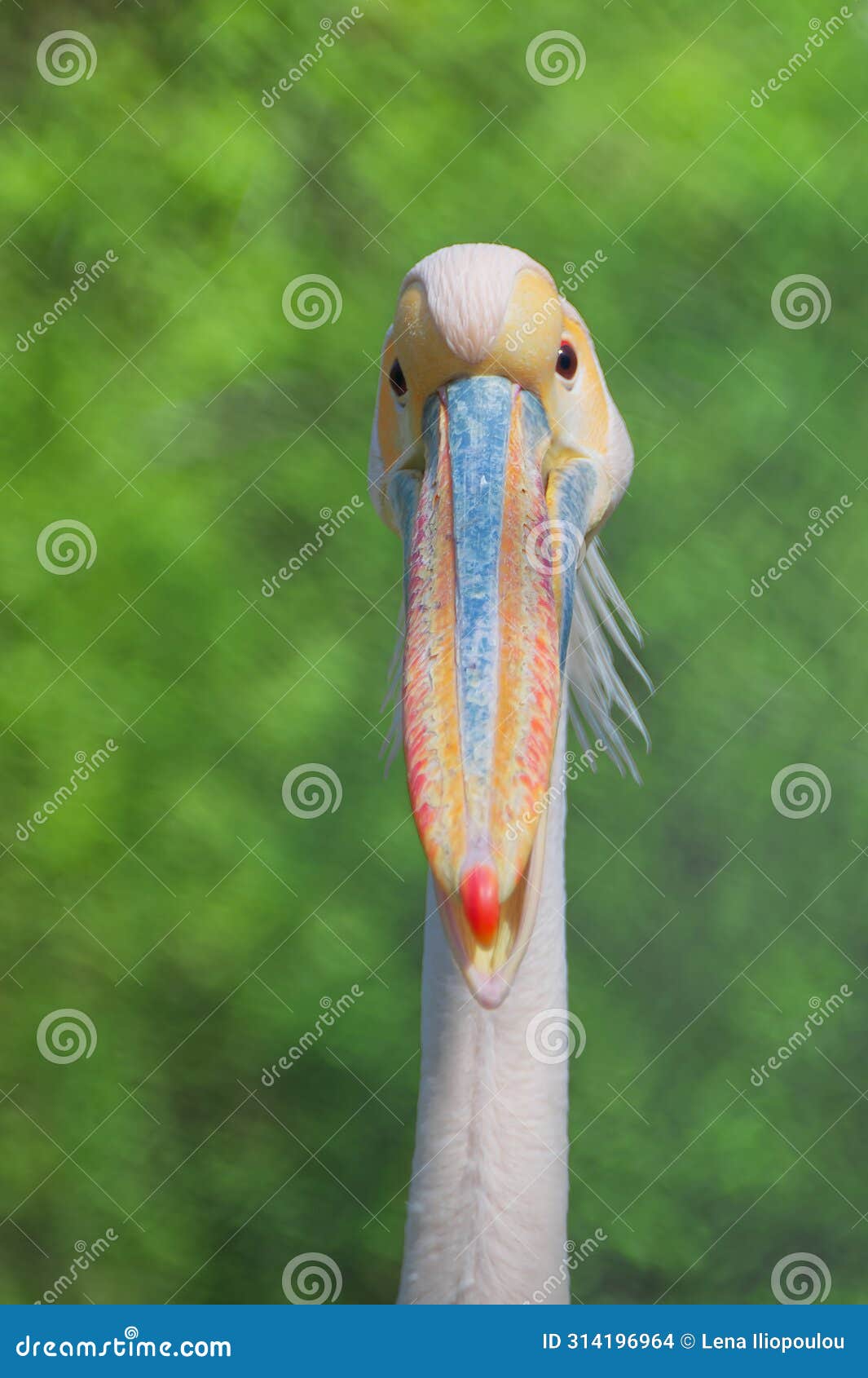 Front View Portrait of a Beautiful Pelican Stock Photo - Image of ...