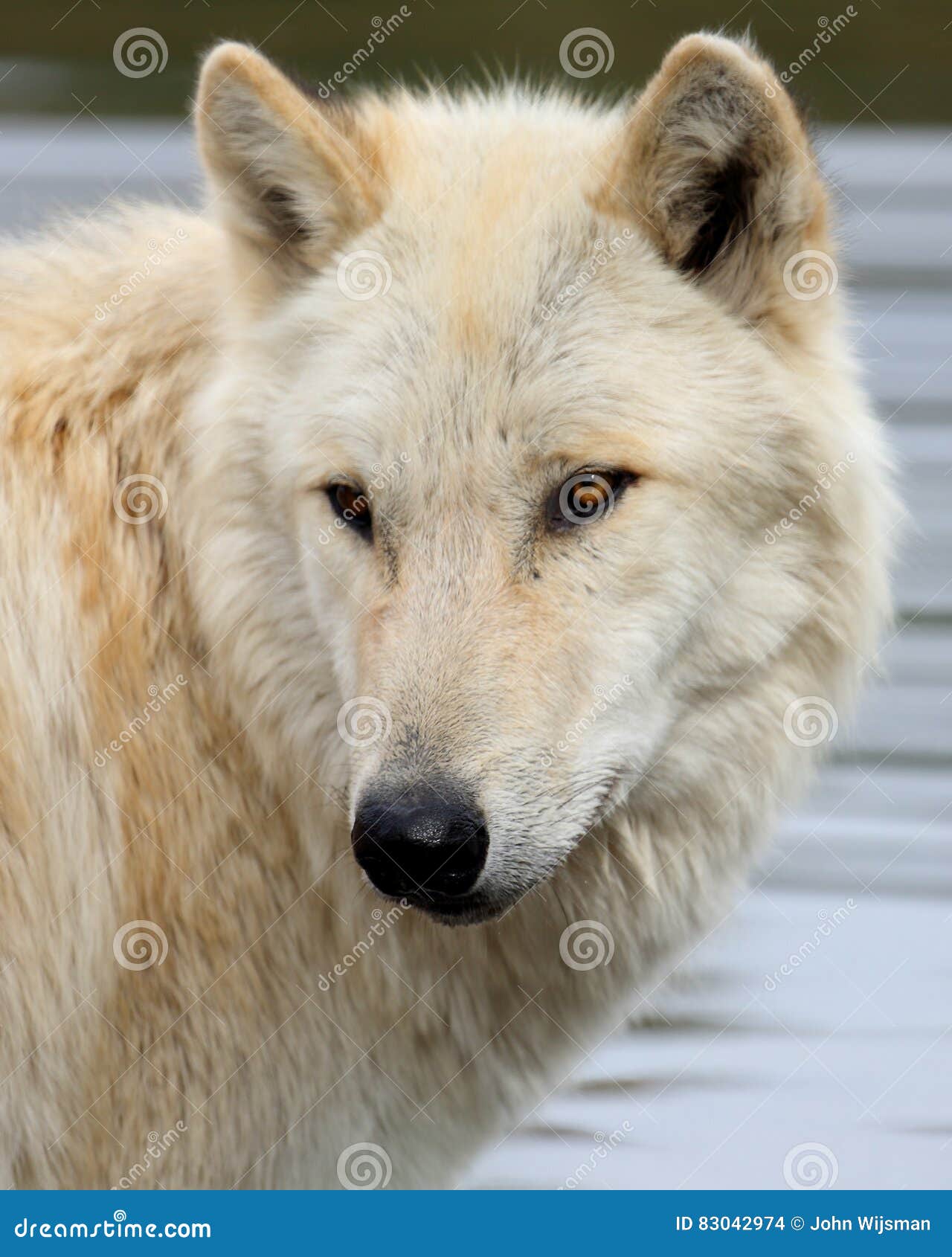 Front View Portrait of a Blond Wolf with Water for Background Stock ...