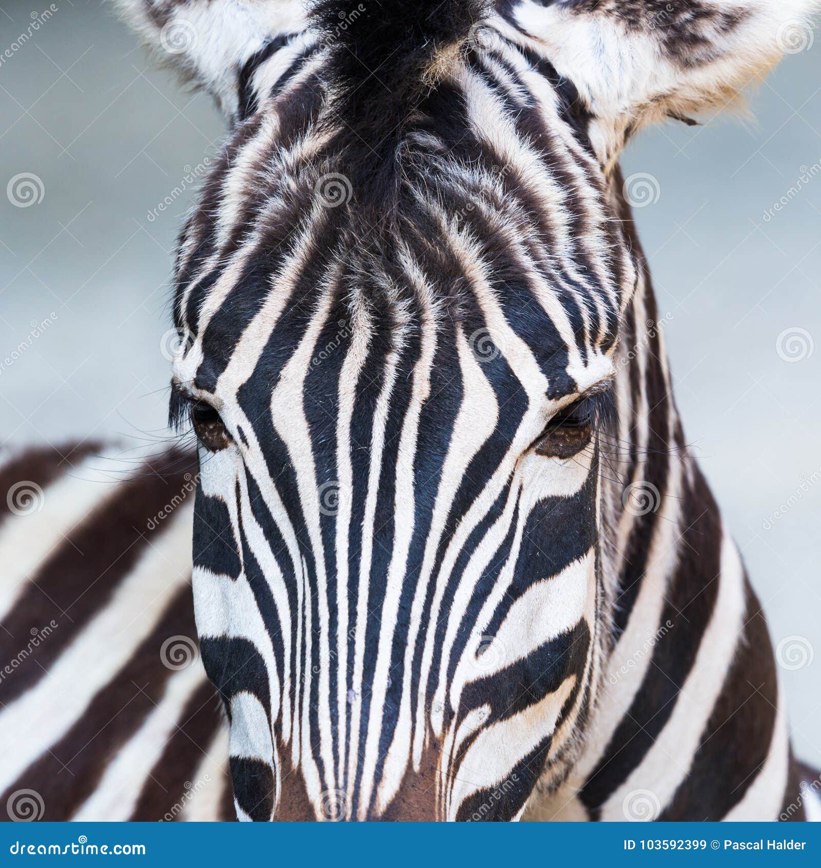 Front View Portrait Natural Zebra Stock Image - Image of stripes, look ...