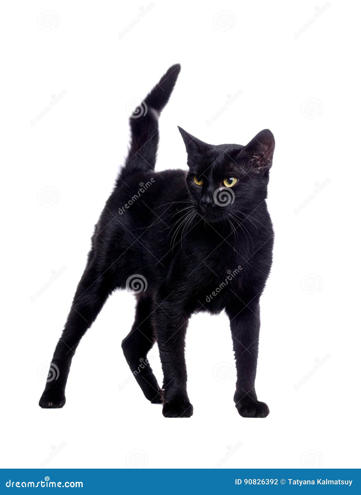 Front View Portrait of a Walking Black Cat Stock Photo - Image of ...