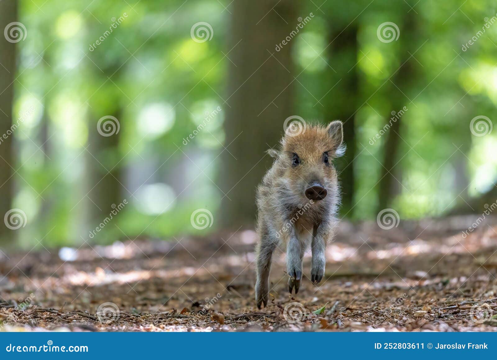 Front View of Posing Young Wild Boar Stock Image - Image of baby ...