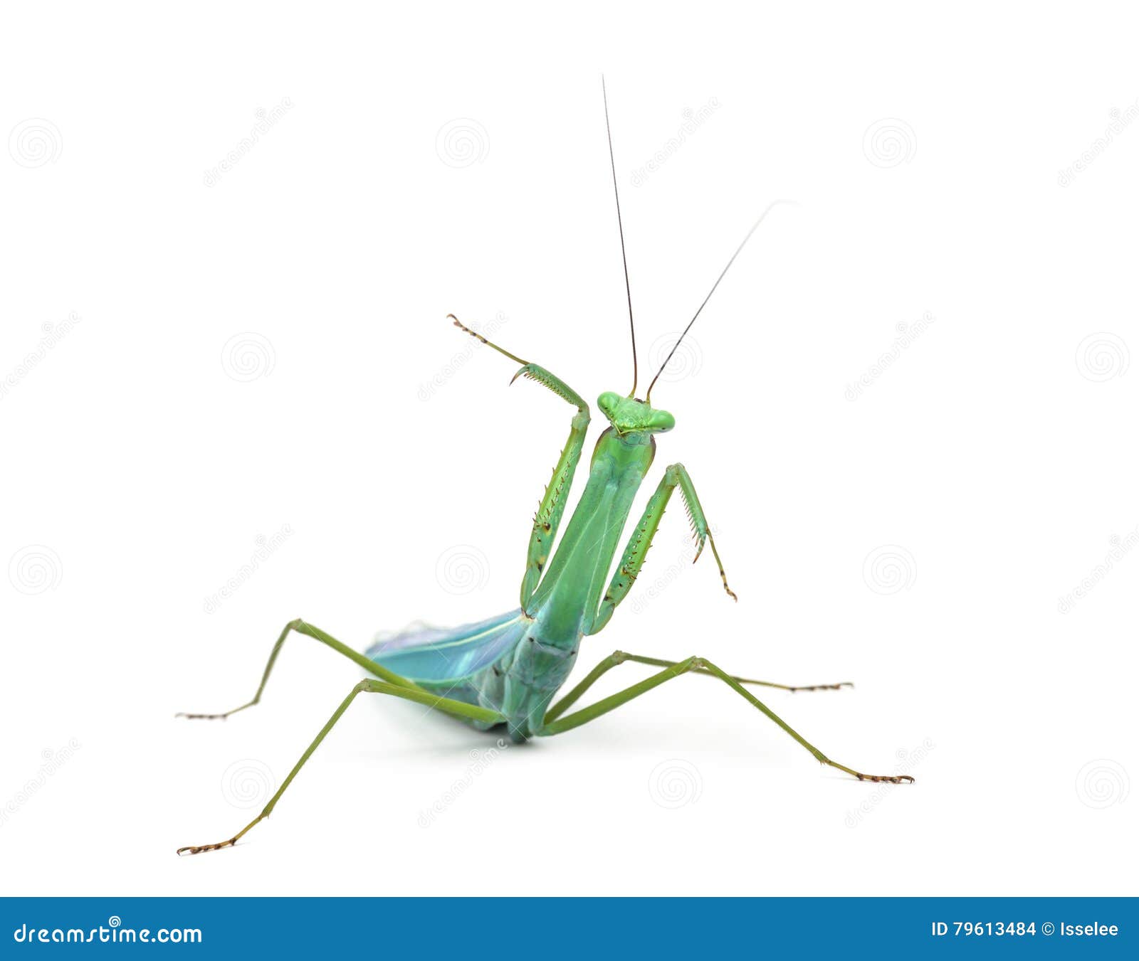 Front View of Praying Mantis, Isolated Stock Photo - Image of mantis ...
