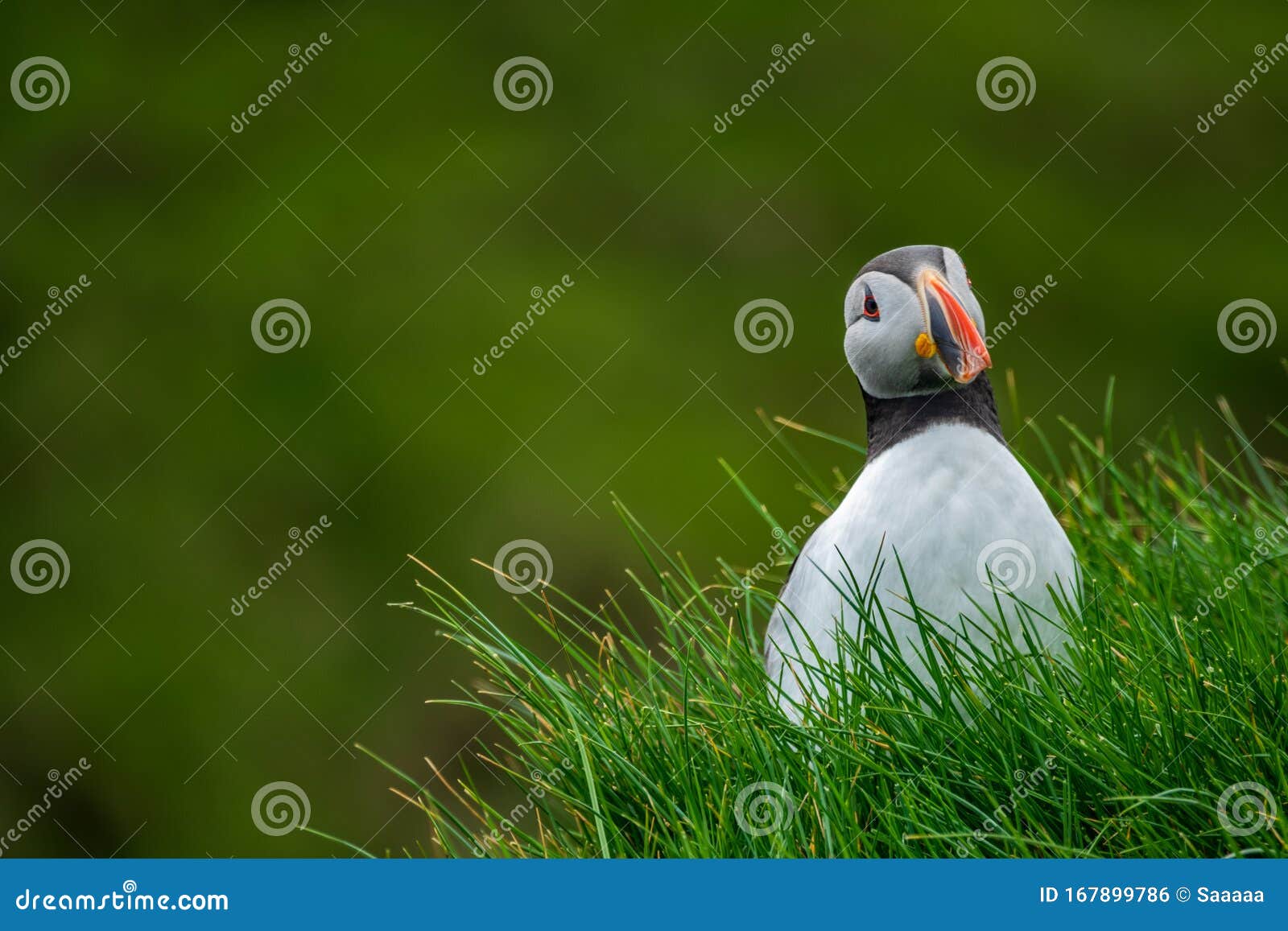 Front View of Puffin in the Hill Looking at the Camera Stock Photo ...