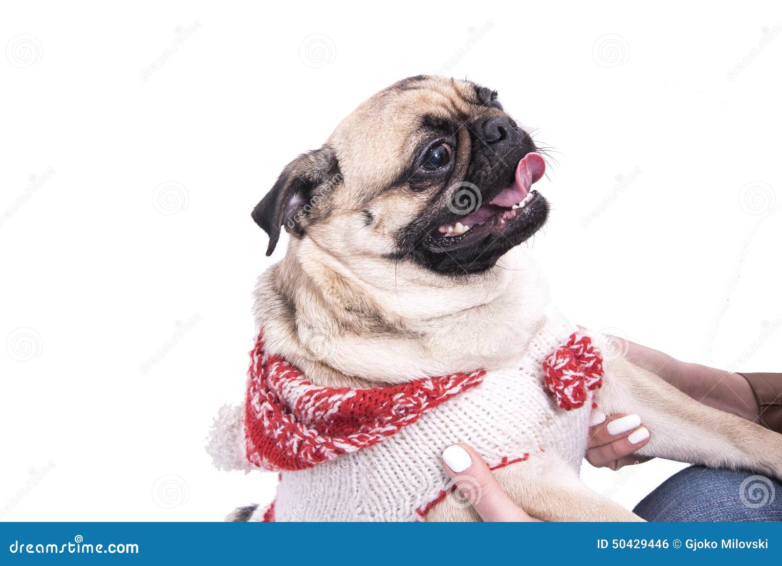 Front view of Pug stock photo. Image of looking, brown - 50429446
