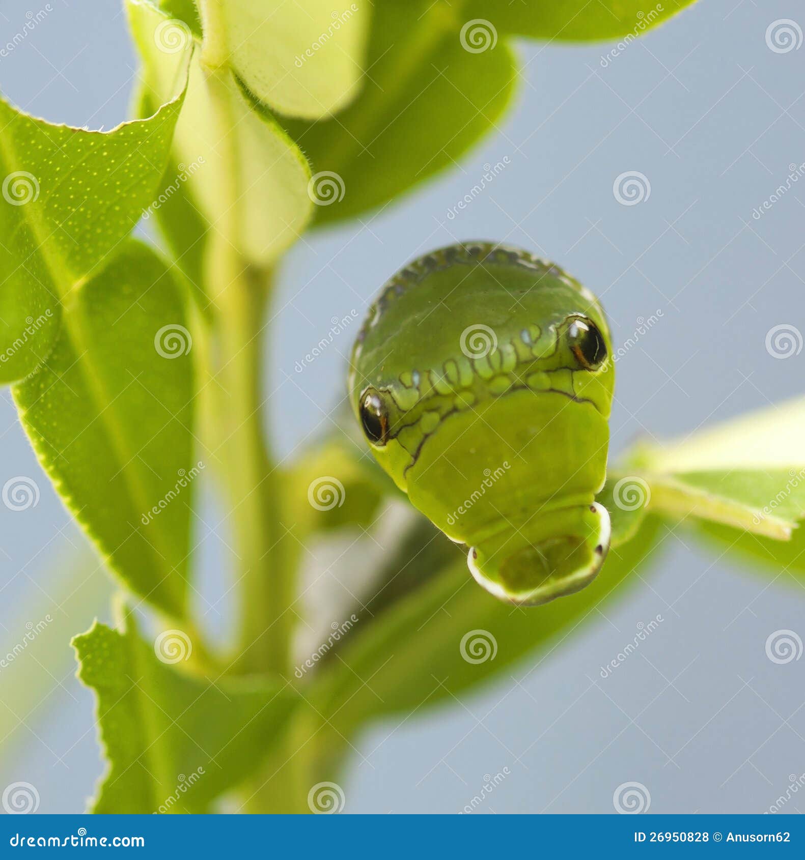 Front view of a pupa stock photo. Image of feed, insect - 26950828