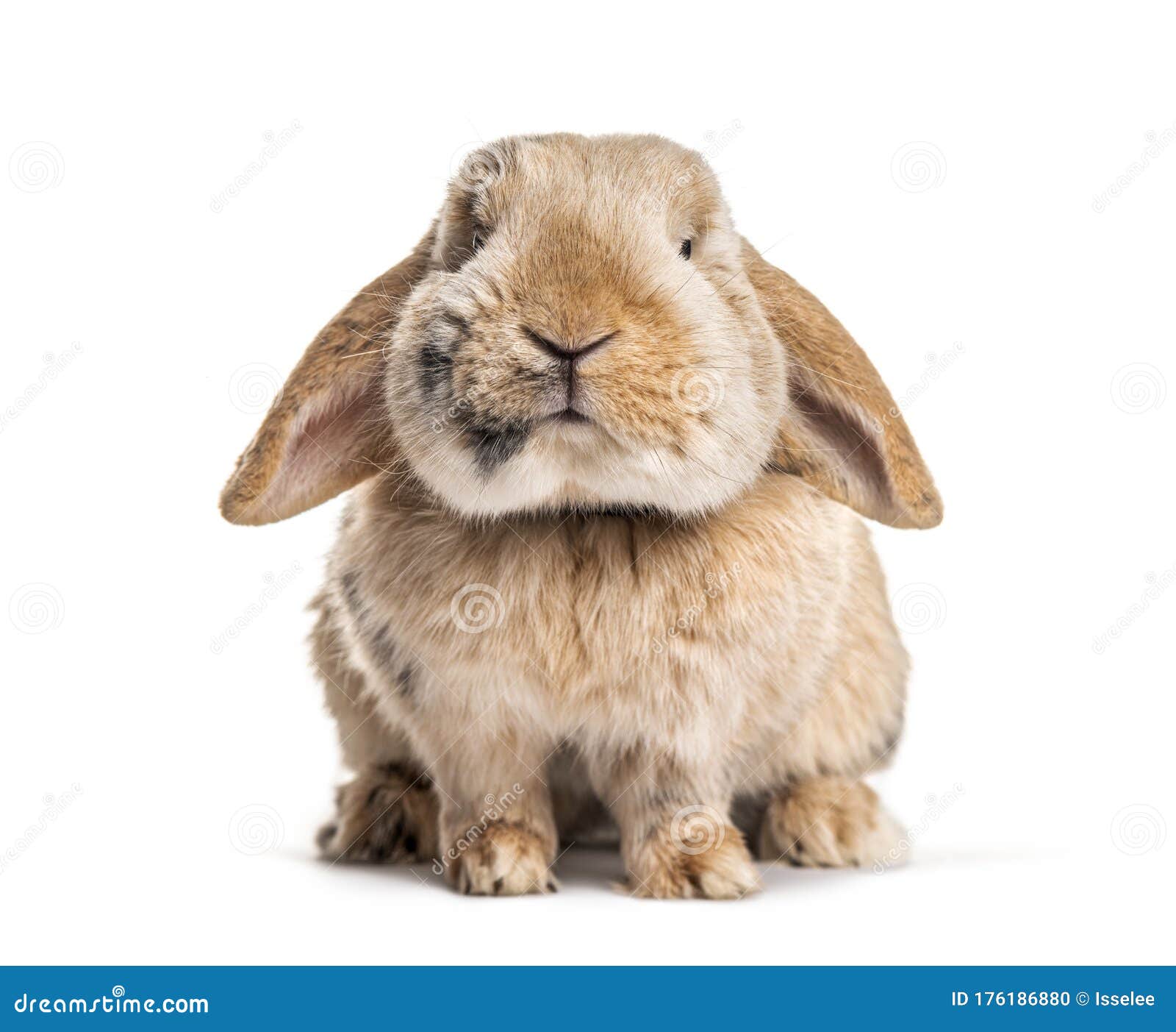 Front View of a Rabbit, Isolated Stock Photo - Image of isolated, brown ...