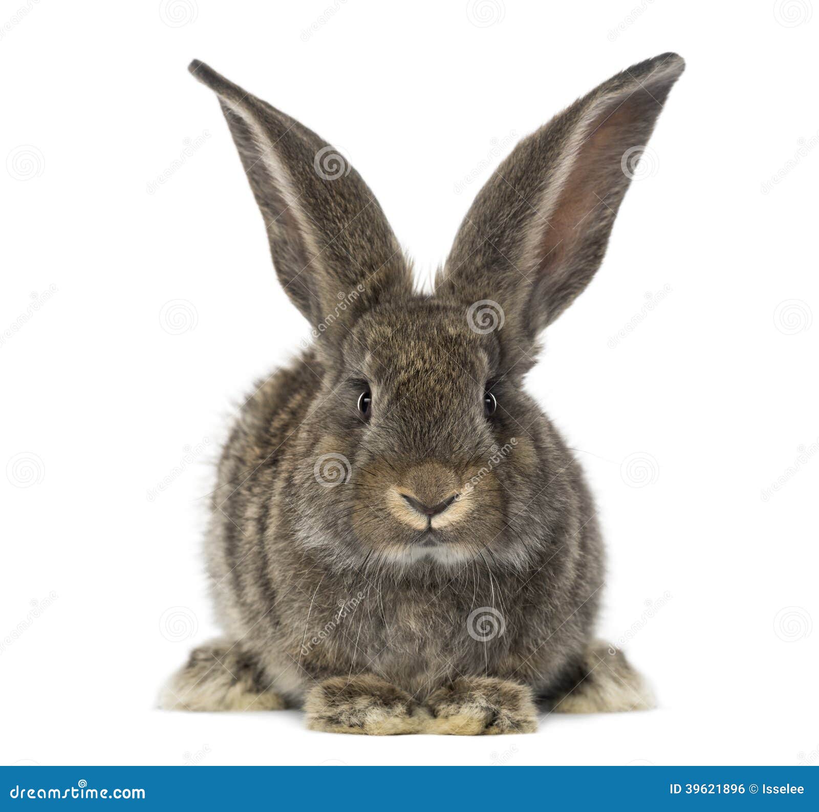 2,457 Front Rabbit View Photos - Free & Royalty-Free Stock Photos from ...